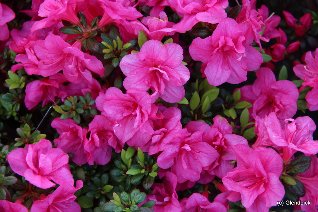 Evergreen Azalea bred at Glendoick by Peter & Kenneth Cox