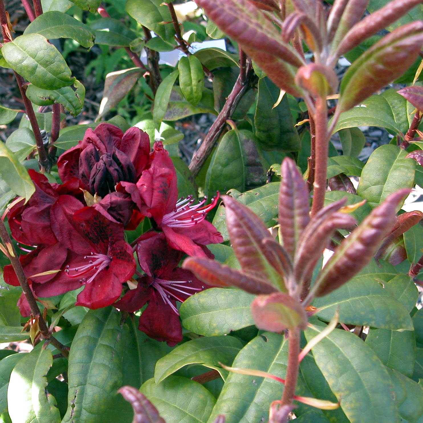 MOSERS MAROON Rhododendron Larger Hybrids