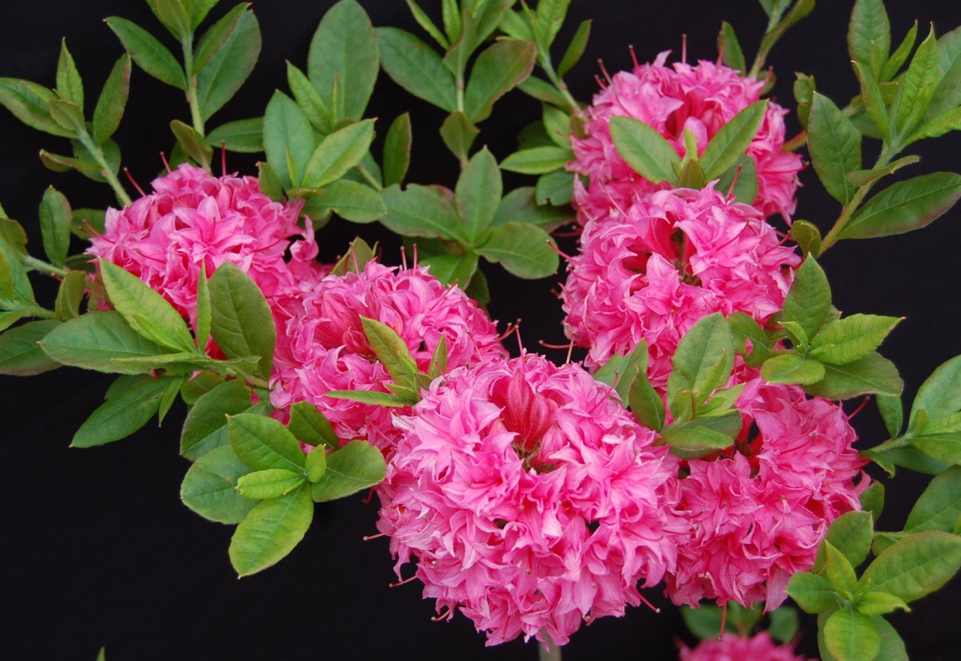 Deciduous Azaleas