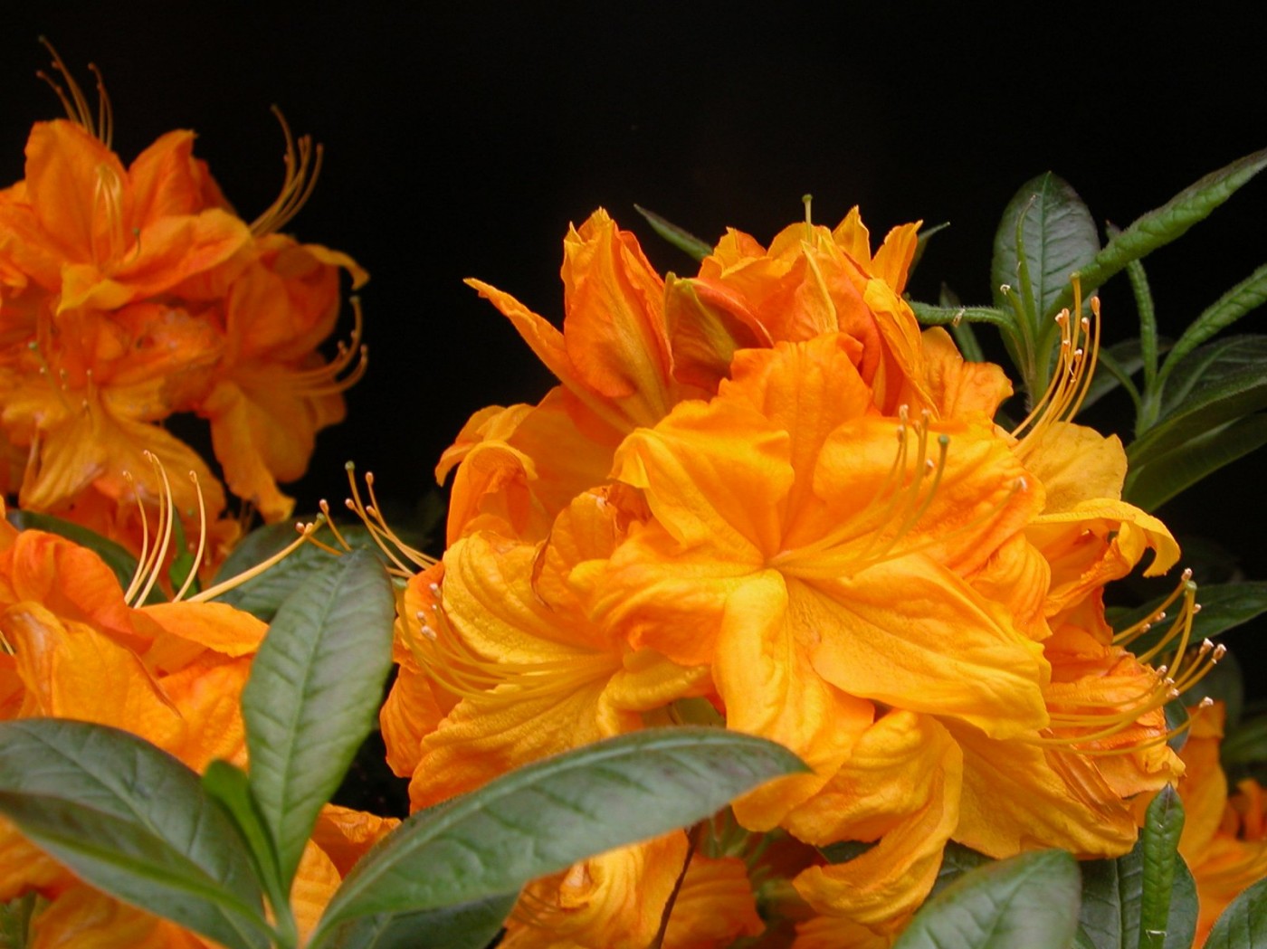 Deciduous Azaleas