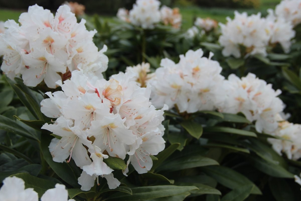 How to choose which rhododendrons and azaleas will suit your garden ...