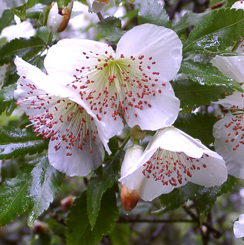 EUCRYPHIA x nymanensis (Benmore) Trees, Shrubs, Perennials Trees & shrubs