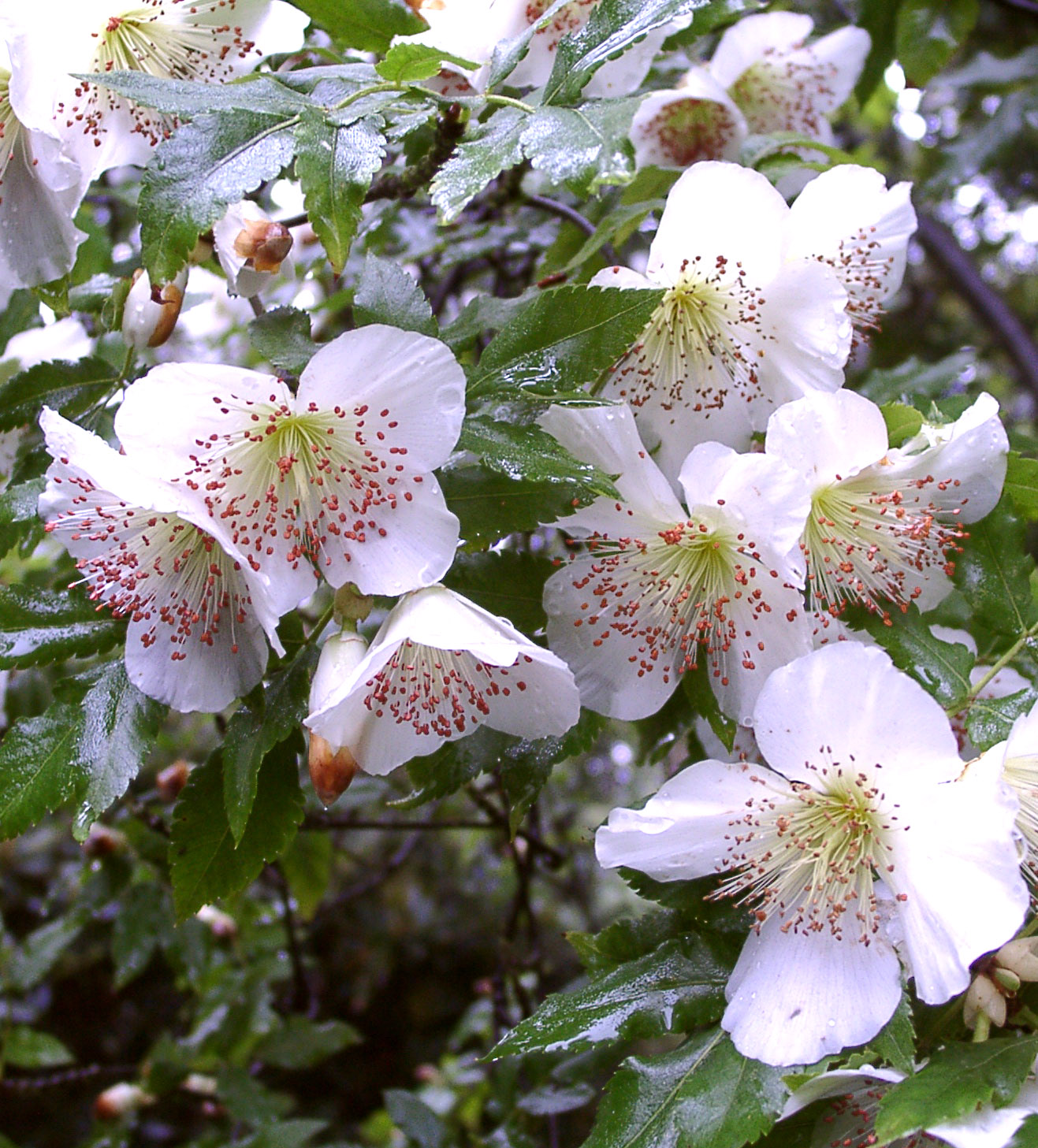 EUCRYPHIA glutinosa Trees, Shrubs, Perennials Trees & shrubs