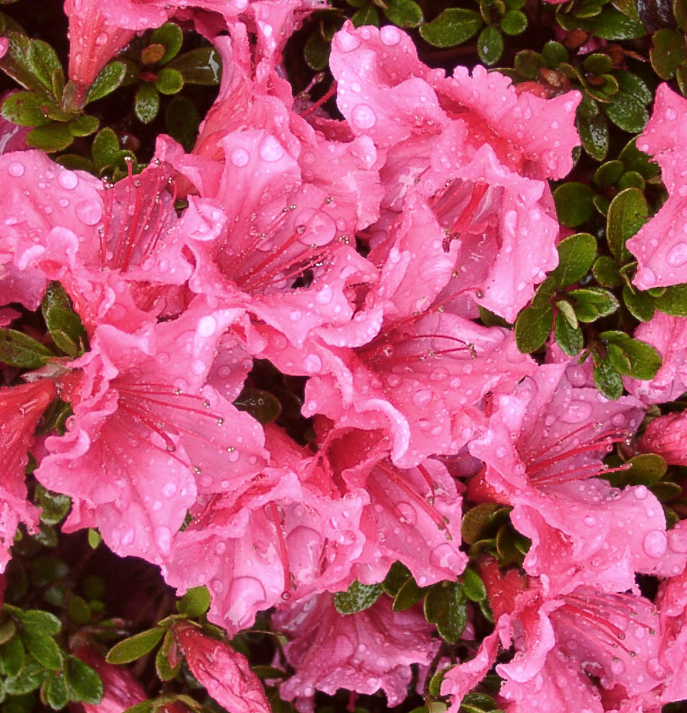 CHIPMUNK Azaleas Evergreen Azalea