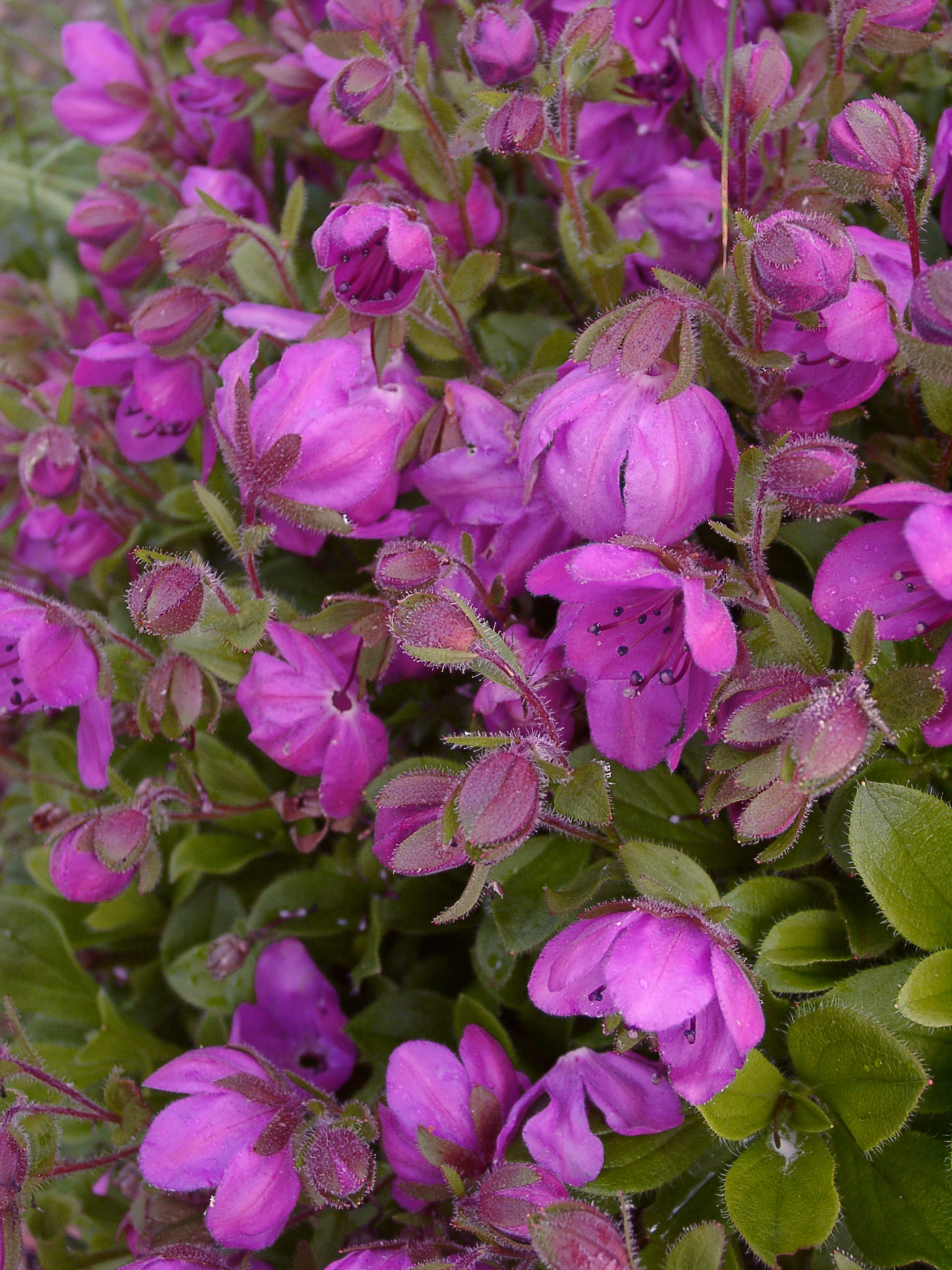 CAMTSCHATICUM LARGE-FLOWERED PURPLE Rhododendron Rhododendron Dwarf ...