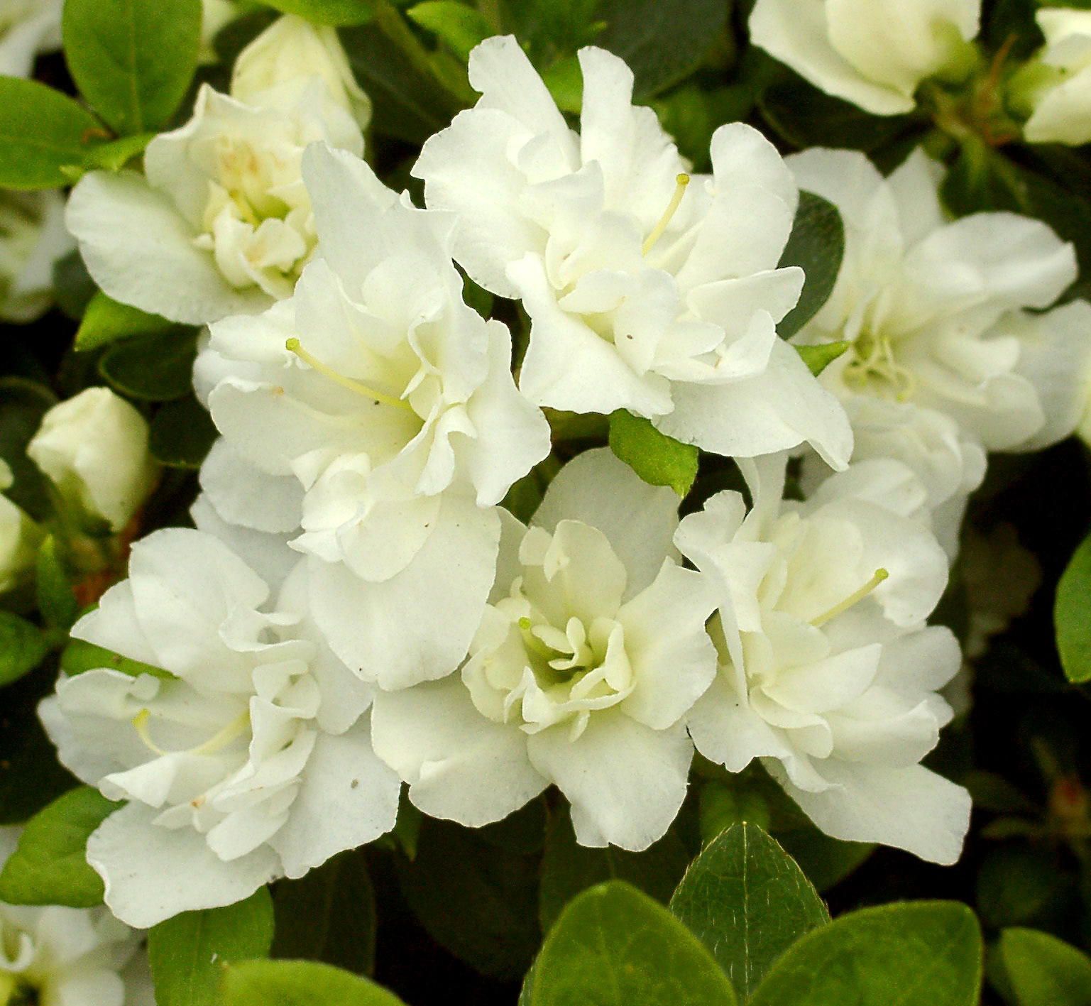 GLENDOICK GLACIER [GLE009] Evergreen Azalea