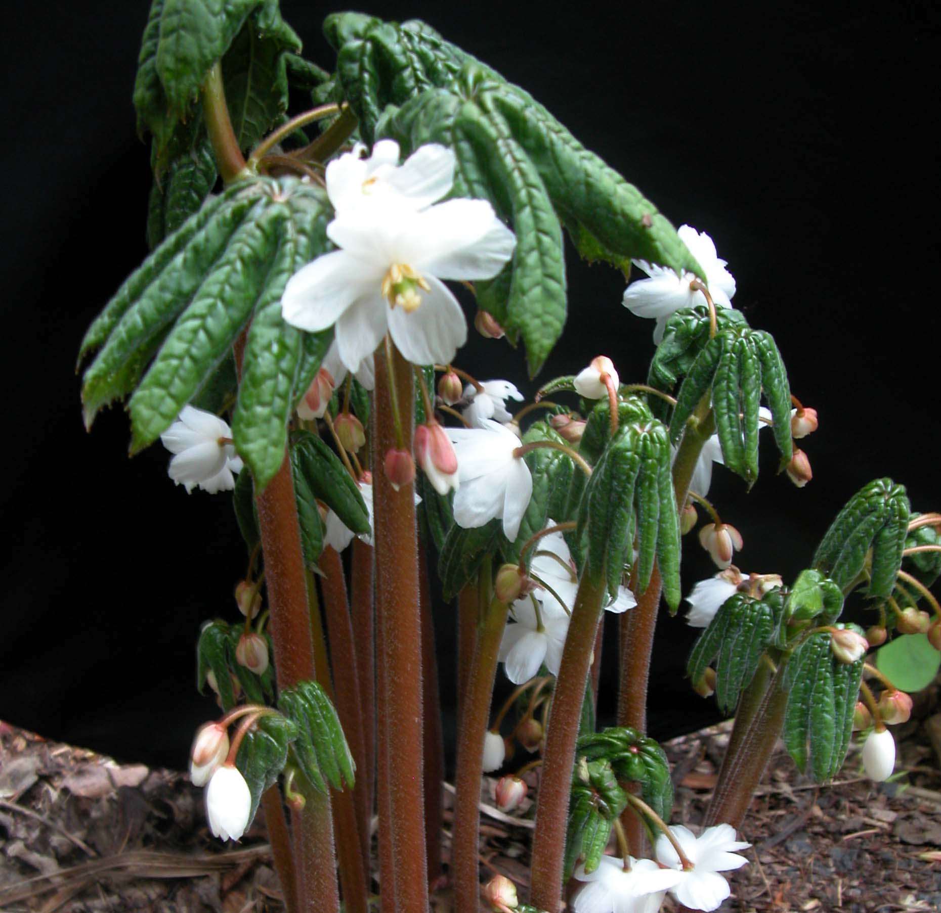 PODOPHYLLUM aurantiocaule Trees, Shrubs, Perennials Perennials & Bulbs