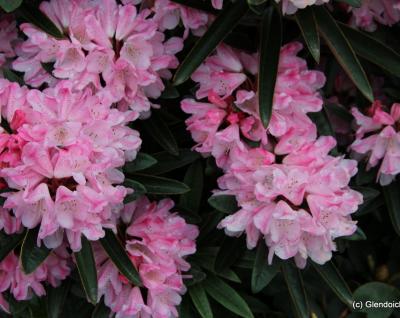 SORBUS aucuparia Rowan Rhododendron Specimen Plants - must be collected